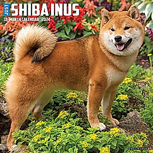 Willow Creek Press Shiba Inus Monthly 2024 Wall Calendar (12" x 12")