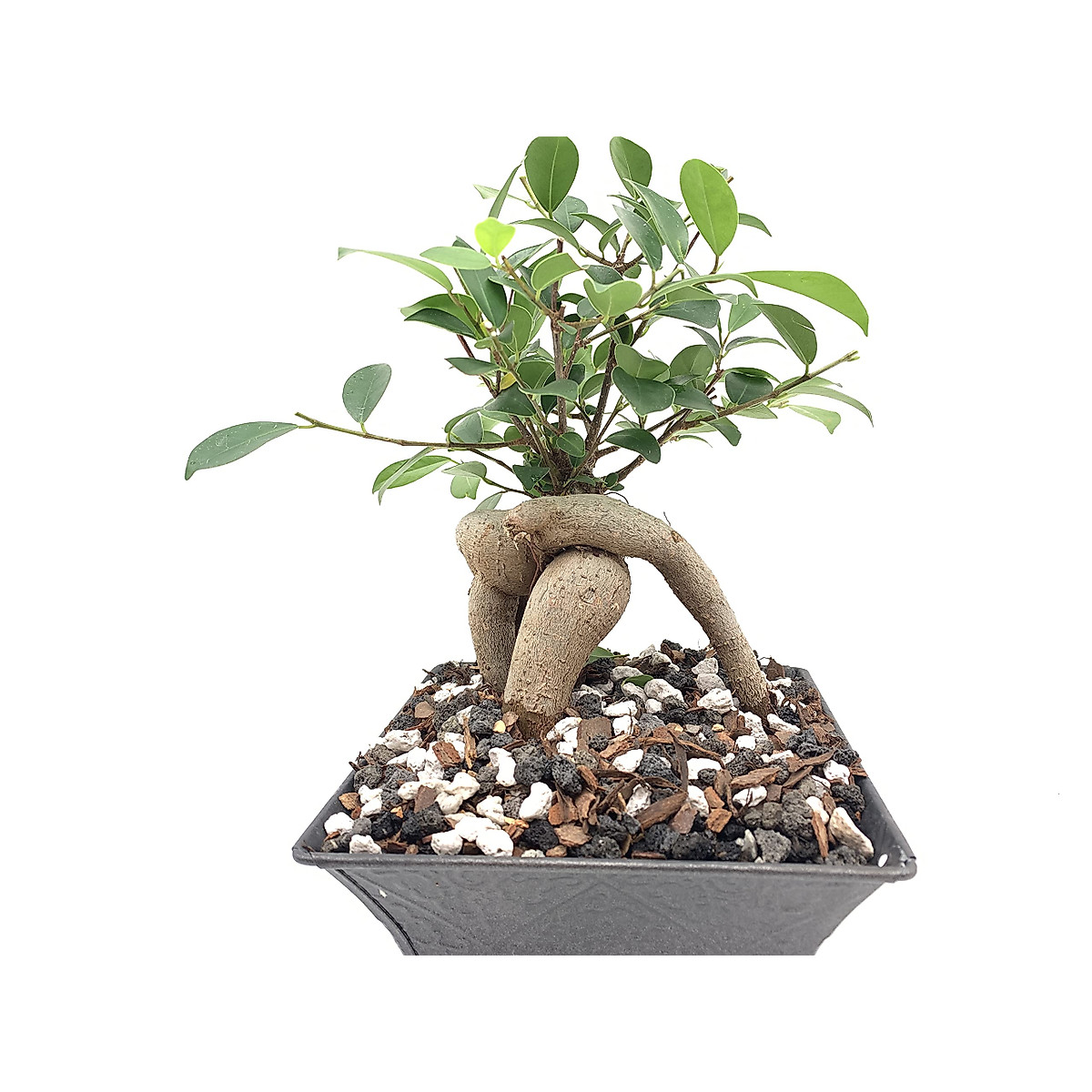 Bonsai Soil All Purpose Mix | Fast Draining Pre Blend Plant | Pumice, Lava, Calcined Clay and Pine Bark ● Potting Pre Mixed Bonsai Plant Soil Mixture by The Bonsai Supply (2 Quart Bag)