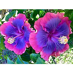 10 Seeds Pink Purple Blue Hibiscus Flower Tropical Garden Exotic Perennial Hardy