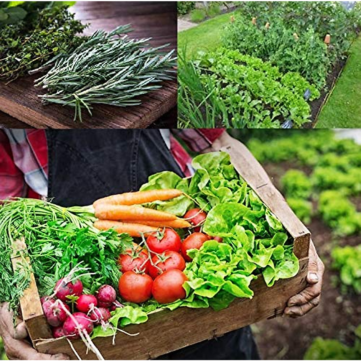 Vicky's Vegetable Garden Seed Kit | Grow 14 Different Types of Vegetables - Easy and Fun