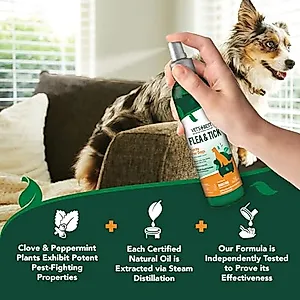 Vet's Best Flea & Tick Spray | Plant-Based Flea and Tick Treatment for Dogs | Certified Natural Oils | 8 Ounces