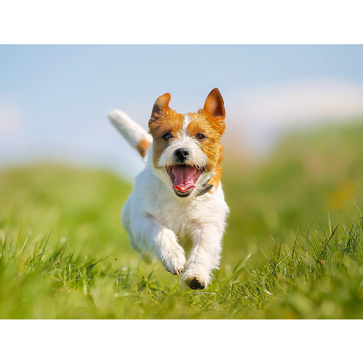 Artero Artero Clla.Xtro-Fast-Ener-Spect. 7F 3mm 40g