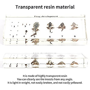 RupXinSplend Lifecycle of Frog-Development Paperweight Specimens - Animal Specimens in Clear Resin in Science Classroom for Science Education, Gift for Science Lovers by RupXinSplend