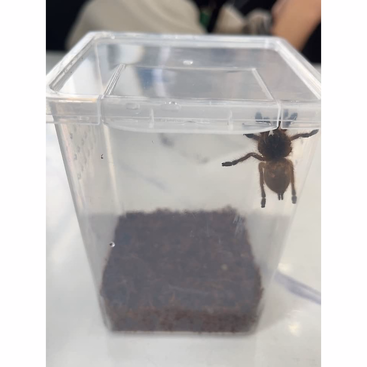 8pcs Small Reptile breeding Box Spider Terrarium freeding Box for arboreal Tarantula Scorpion Sling Lizards Mantis Jumping Spider Snail Insect Isopods (4high+4small)