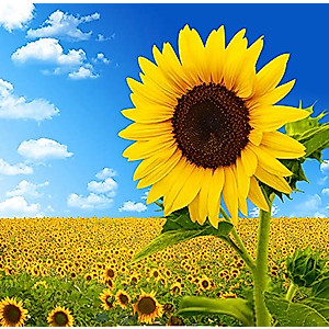 1000pcs Mix Sunflower Seeds for Planting - 10 Varieties Heirloom and Non-GMO Seeds for Outdoor Garden and Bonsai Plants, Easy to Plant and Grow