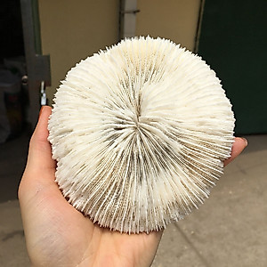 SAIYI White Coral Sea Round Mushroom Coral Natural Artifical Fish Aquatic Pet Supplies Aquarium Landscape Tank Ornaments 8 to 10cm Beautiful