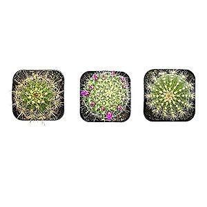 Cactus Plants (Mix of 3), Mammillaria Cactus Plants Live in Cactus Soil, Opuntia Cactus Live Plants, Cacti Plants Live, Cactus Décor Succulents, Cacti Décor Drought Tolerant Plants by Plants for Pets
