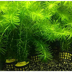 Anacharis Potted Elodea Densa Tropical Freshwater Stems Live Aquarium Plants Aquatic Pond Water Decorations 3 Days Live Guaranteed by Mainam