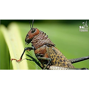 Yerbero - Fresh Chapulines From Oaxaca 1.03 oz (30gr) Adobado Spicy Flavor | All Natural Toasted Grasshoppers With Chili, Lime, Sea Salt and Garlic | Always Fresh (Not Dehydrated) Delicious, Exotic Mexican Snack. Imported From Mexico.