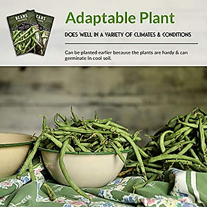 Survival Garden Seeds - Provider Bush Bean Seed for Planting - Packet with Instructions to Plant and Grow Stringless Green Beans in Your Home Vegetable Garden - Non-GMO Heirloom Variety