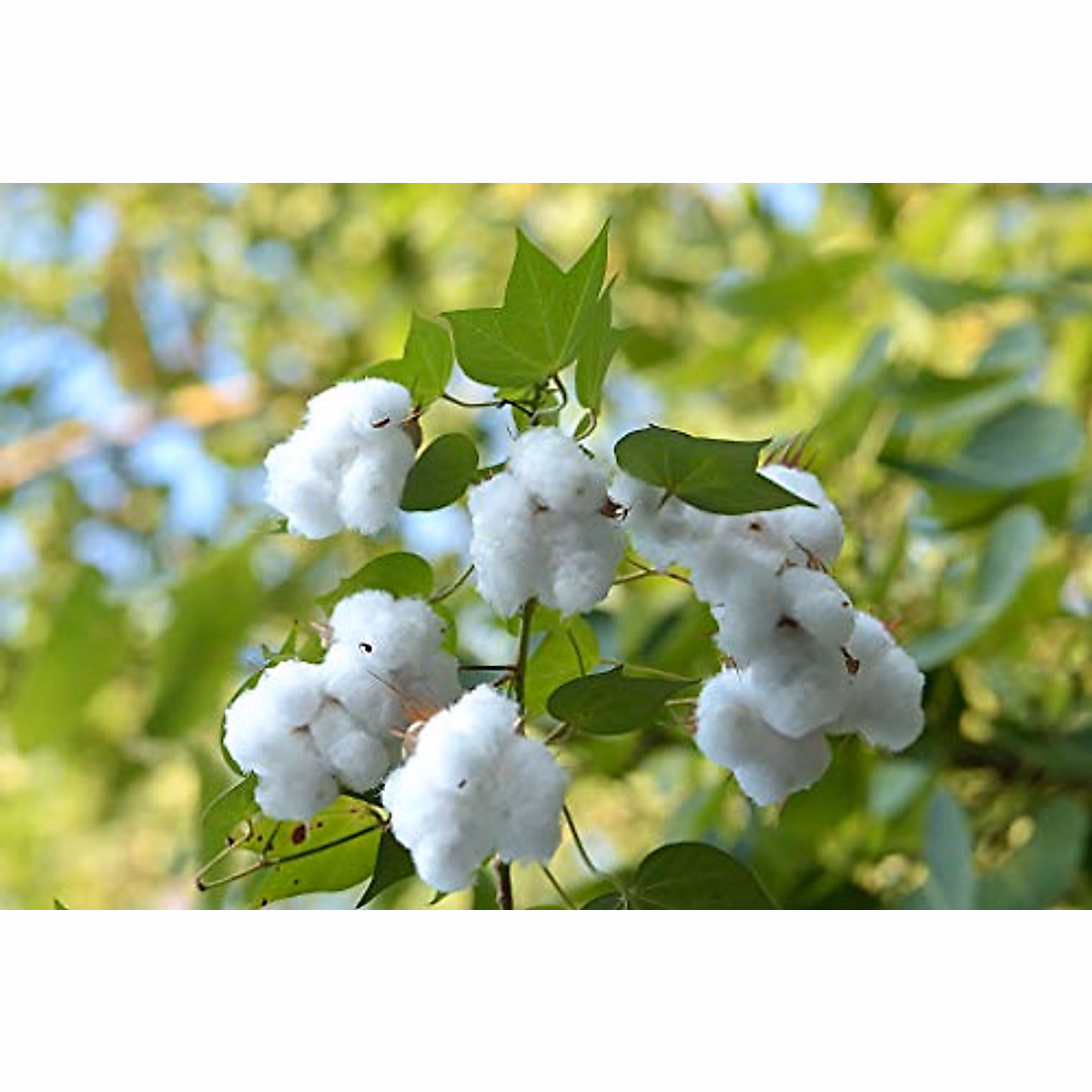 KVITER White Cotton 25 Seeds - Gossypium Hirsutum Cotton Plant, Easy Grow Perennial Shrub Upland Cotton, Winter Hardy Showy Flowers Plants, Mexican Cotton Seeds for Growing