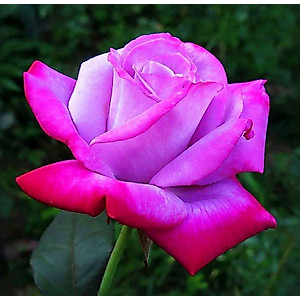 Rose Mix 100+ Seeds Flowers Planting for Outdoor Indoor