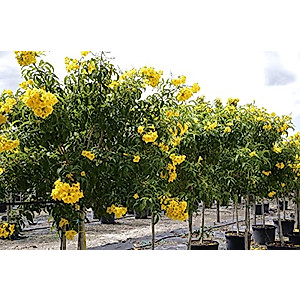 Yerbero - Tronadora (Yellow Elder) Herbal Tea 3.5 oz (100gr). Stand Alone Reasealable Bag. Keep Fresh Tea.