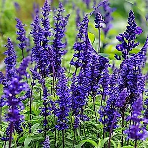 MOKALALA 50 Pcs Sage Seeds | Non-GMO | "Sapphire Blue" (Salvia farinacea) Seeds for Planting Home Garden