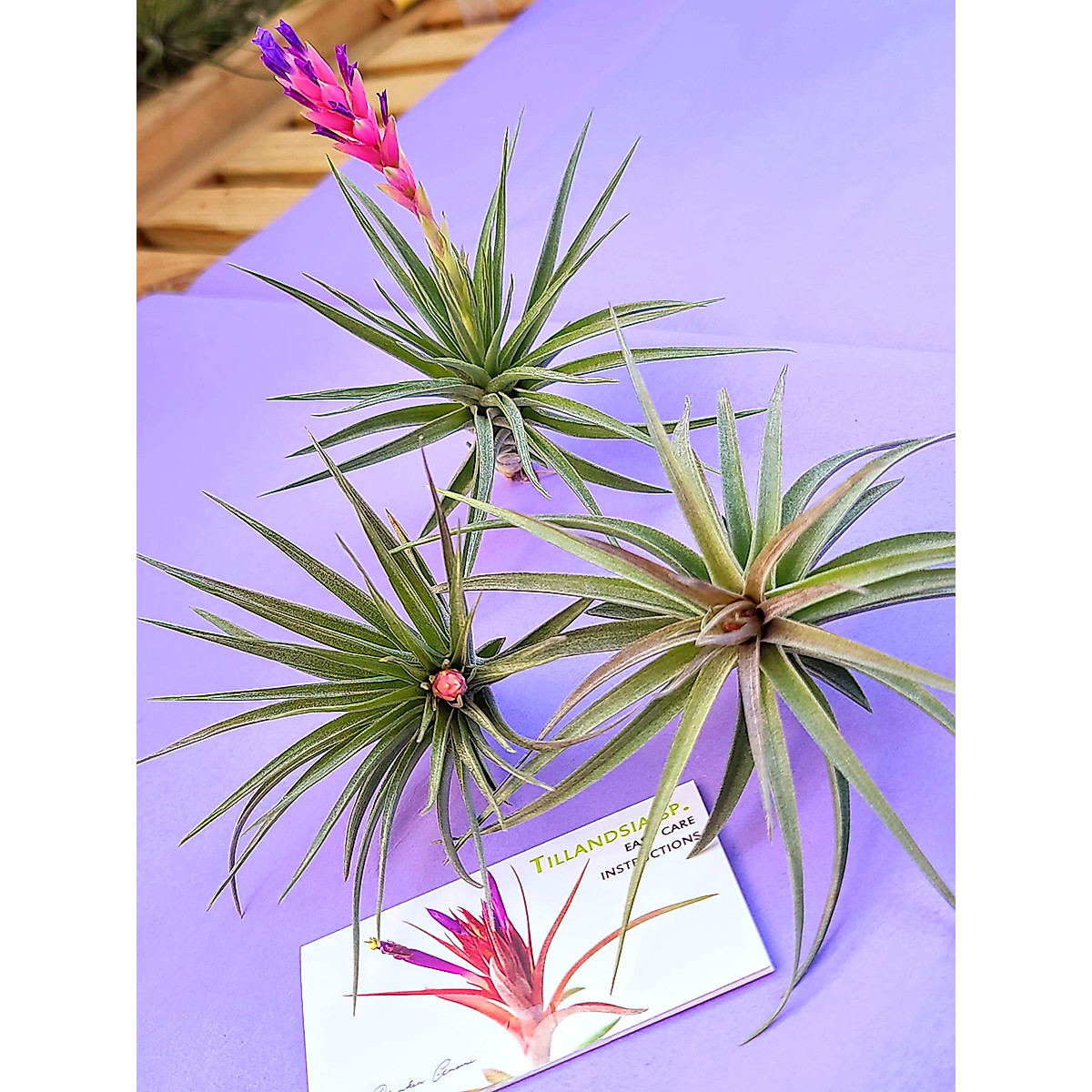 Air Plants - 1 Aeranthos - 3 to 5 Inch Air Plant - Color & Form Varies by Season - 30 Day Guarantee on Tillandsia from The Drunken Gnome (1, One Size 3-5")