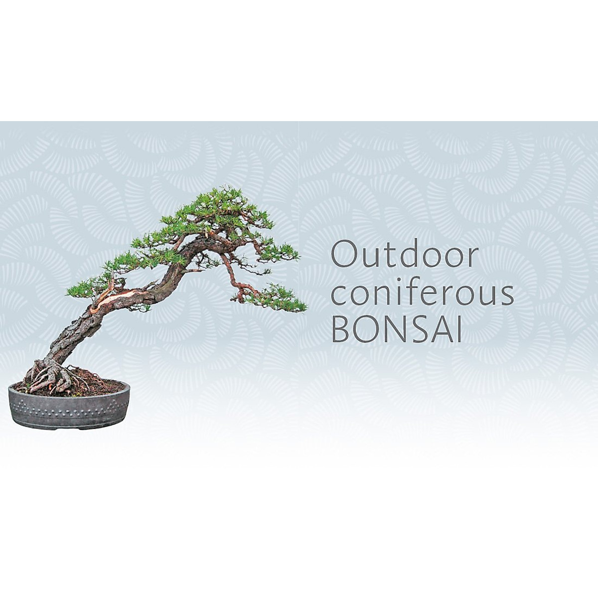 The Bonsai Beginner's Bible