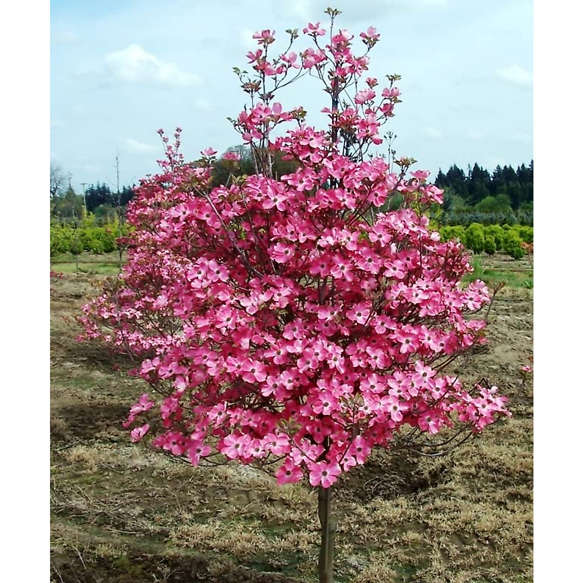 TriStar Plants - Flowering Dogwood Cherokee Brave - 1 Gallon, 4'ft Tall - Rooted Established Pot - ornus Florida 'Comco No. 1, Fast Growing Tree, Spring Flowers