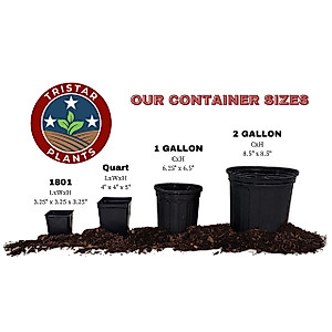 TriStar Plants - Blueberry 'Highbush/Sweeheart' - 1 Quart Trade Pot, NO SHIP CALIFORNIA - edible fruit, fruit tree, homestead garden