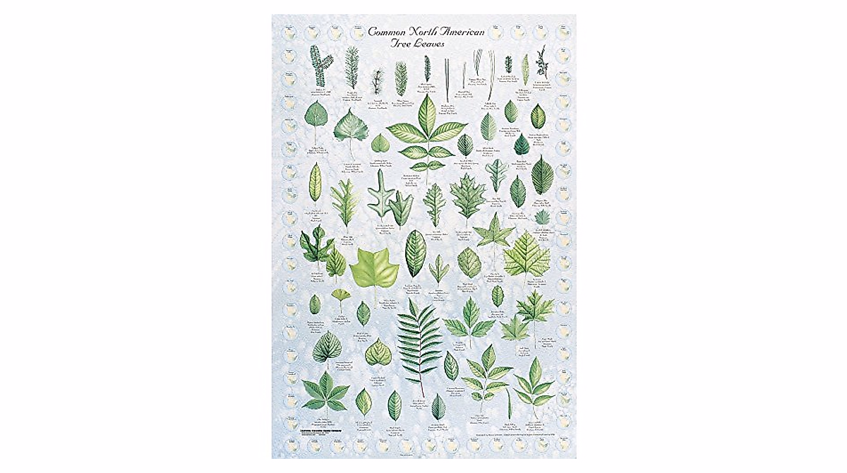 Leaf Identification Chart for North American Plants