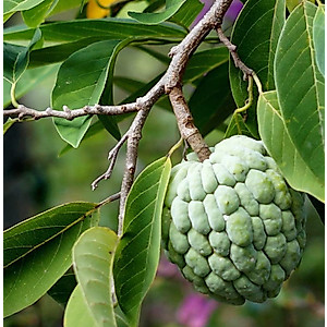 2 Sugar Apple Trees Plants Live 8 Inc Tall for Planting Ornaments Perennial Garden Simple to Grow Pots