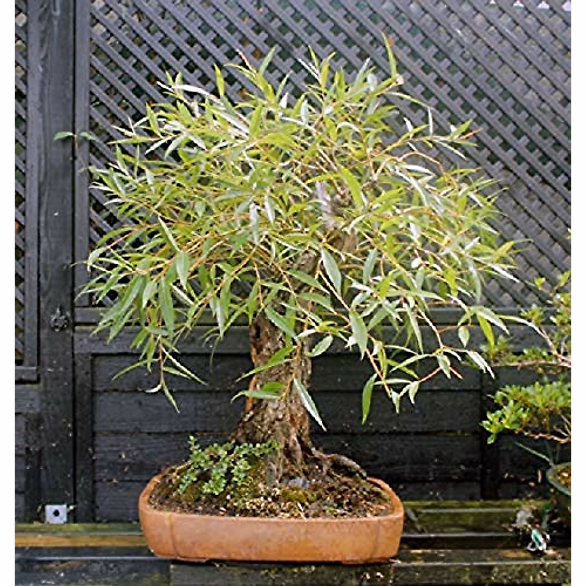 Bonsai Globe Willow Tree - Large Thick Trunk Cutting - Naturally Round & Symmetrical Canopy - Indoor Outdoor Live Bonsai Tree Plant