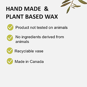 Fruits & Passion Cucina Coriander and Olive Tree Perfumed Plant Based Wax Candle 7.7 Ounces