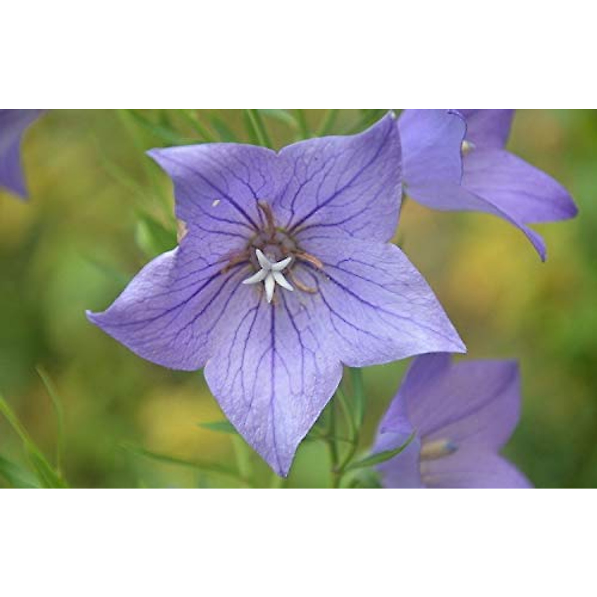100+ Peachleafed Bellflower Campanula Flower Seeds Purple Blue Perennial Garden Beauty