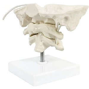 Vacoomcom Model Educational Model Occiput Model - Human Cervical Spine Model Occipital Bone Model PVC Material Atlas and Axis with Occipital Bone Model for Medical Teaching Training Aid (Color : A)