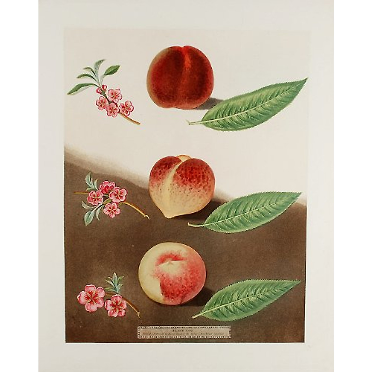 [Peach] Gallande; Noblesse Peach