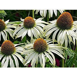100+ Mix Double Coneflower Seeds Echinacea Flower Perennial Bloom Flowers