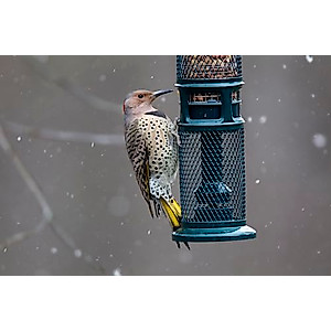 Squirrel Buster Nut Feeder Squirrel-Proof Bird Feeder for Nuts and Fruit, Two Meshes