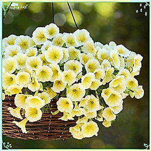 Rare Flower Plant Seeds 2000+ Petunia Seeds - Shock Wave Yellow