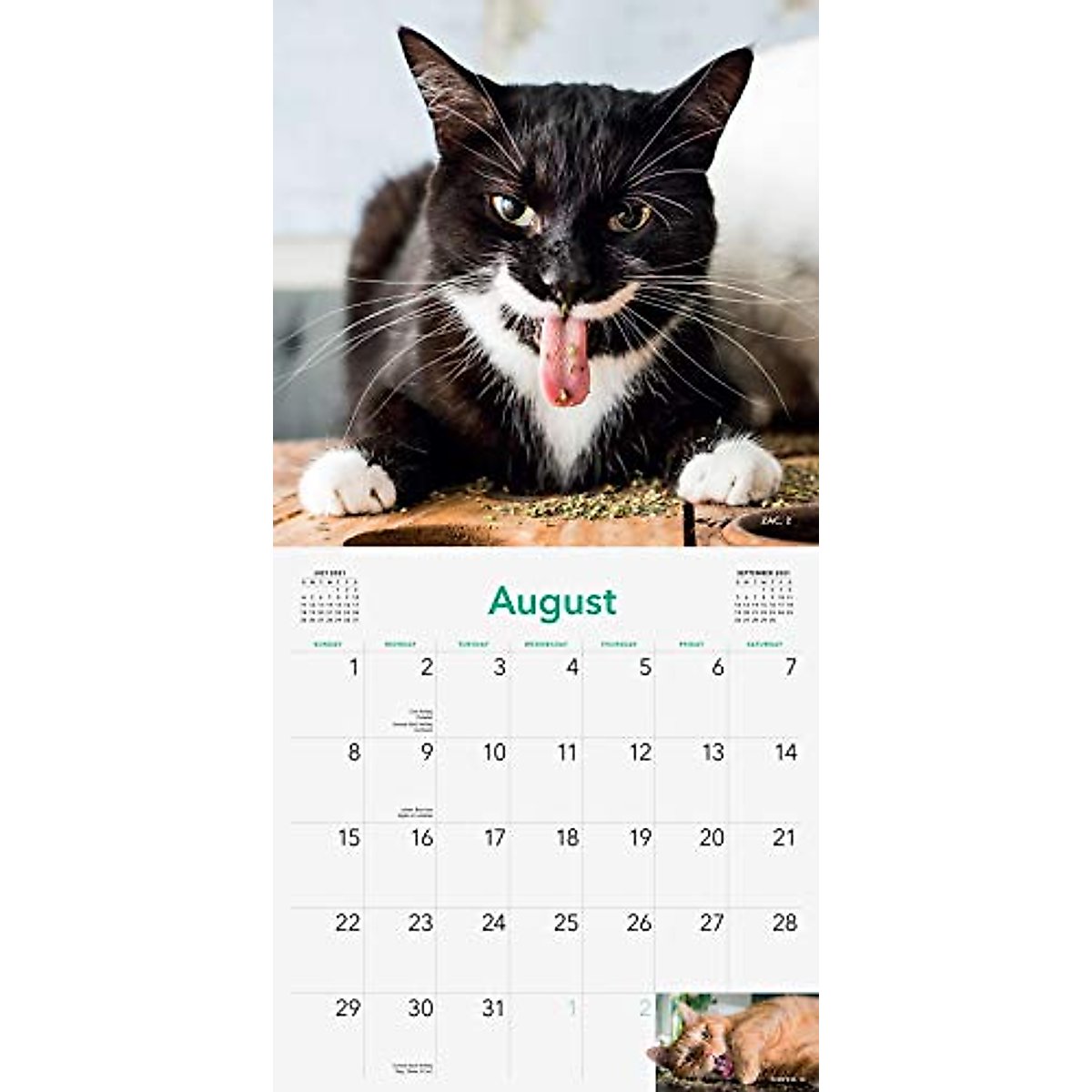 Cats on Catnip Wall Calendar 2021