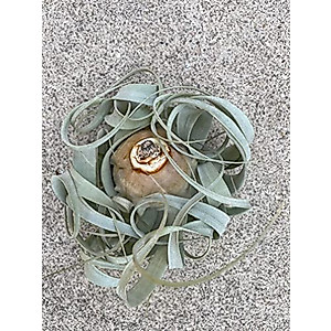 Airplant Tillandsia Xerographica 6" Wide by Garden in the City/Ships from California/Greenhouse Grown