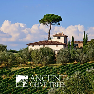 ANCIENT OLIVE TREES - Balsamic Vinegar | Aceto Balsamico di Modena IGP | Perfect for Any Sauce, Marinade, Salad, Fruit, or Vegetable Dish | 12.6 FL. OZ. | 1 CT