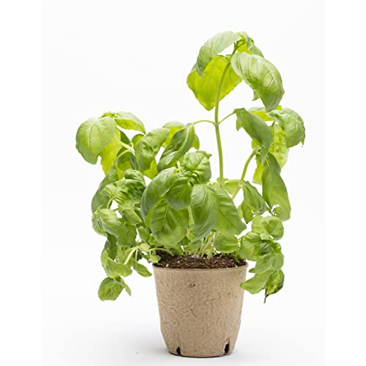 DesertUSA Heirloom Organic Genovese Basil Garden Grow Kit in Gift Box, Non-GMO Herb Seeds, Instructions, Bamboo Plant Labels, 2 Pots, Rose Quartz