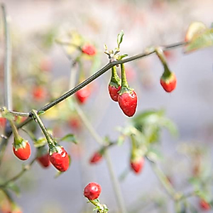 KVITER Tiny brilliantly red Chile Peppers s - They Pack a Punch! Chile Pequin Peppers(25 Seeds)