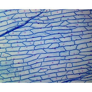 Onion Bulb Epidermis - Microscope Slide