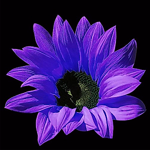 25 Rare Purple Sunflower Seeds for Planting Ornamental Sunflower Seeds to Plant for Home Farm Office Decor Non-GMO Seeds- QAUZUY GARDEN