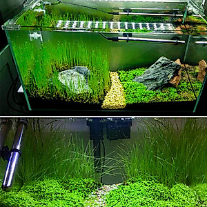 JIALIU 3 Pack Aquarium Plants See ds, Live Aquarium Grass See ds for Fish Tank Freshwater, Fast Growing Aquarium Mini Leaf & Hair Grass Small Pearl for Decorate Your Fish Tank., Green