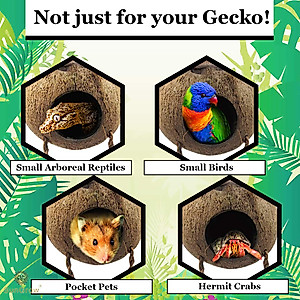 SunGrow Leopard Gecko Coconut Husk Hut with Ladder, with Shell Opening, Cave Habitat with Hanging Loop, 1 Pc per Pack