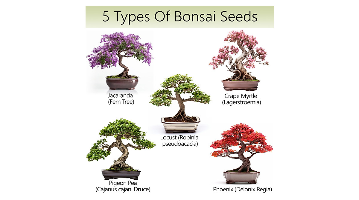 AVERGO Bonsai Tree Kit: Grow 5 Unique Japanese Bonsai Trees