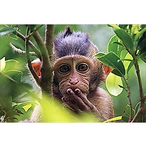 Pictura Little Monkey Hiding in Tree Cute Funny / Humorous Birthday Card