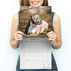 2023 2024 American Staffordshire Terrier Calendar - Dog Breed Monthly Wall Calendar - 12 x 24 Open - Thick No-Bleed Paper - Giftable - Academic Teacher's Planner Calendar Organizing & Planning