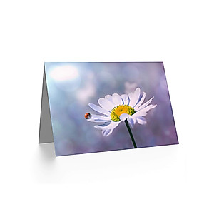 Wee Blue Coo GREETINGS CARD BIRTHDAY GIFT NATURE LADYBUG DAISY FLOWER CLOSE UP BOKEH