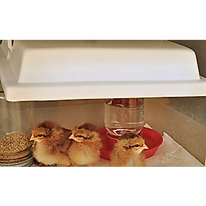 SWEETER HEATER Infrared Heater for Chicks & Pets, Side Mount 11x11, 32 Watt