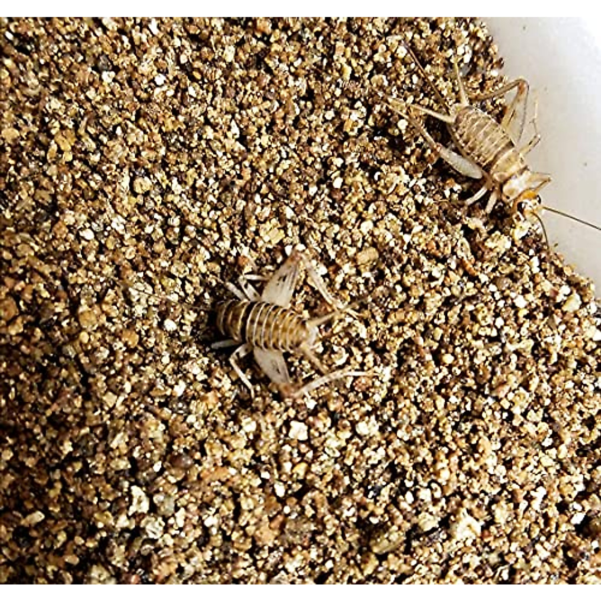 Josh's Frogs Cricket Colony Bundle- Vermiculite Substrate, Food, Ready to Use Water Gel, and Egg Flats (Enough for a 10 Gallon Tank)