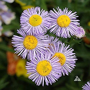 Outsidepride Erigeron Azure Fairy, Showy Daisy, Aspen Fleabane Garden Cut Flowers - 1000 Seeds