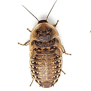 Dubia Roaches | Live Feeder Dubia Roach Multiple Sizes and Quantities | Small, Medium, and Large Sizes | Quantities from 100 to 1,000