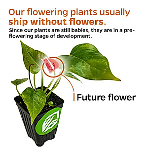 Cardinal Flower Live Plant - Lobelia cardinalis by Wellspring Gardens - Versatile Starter Plant - Hummingbird Flower - Red Lobelia - Red Cardinal Lobelia - Ideal Flowering Plant for Your Garden